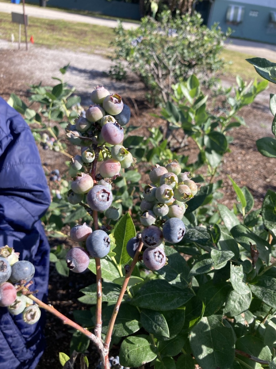 U-Pick Blueberry Farms Near Clearwater-St. Pete (2025 Updated ...