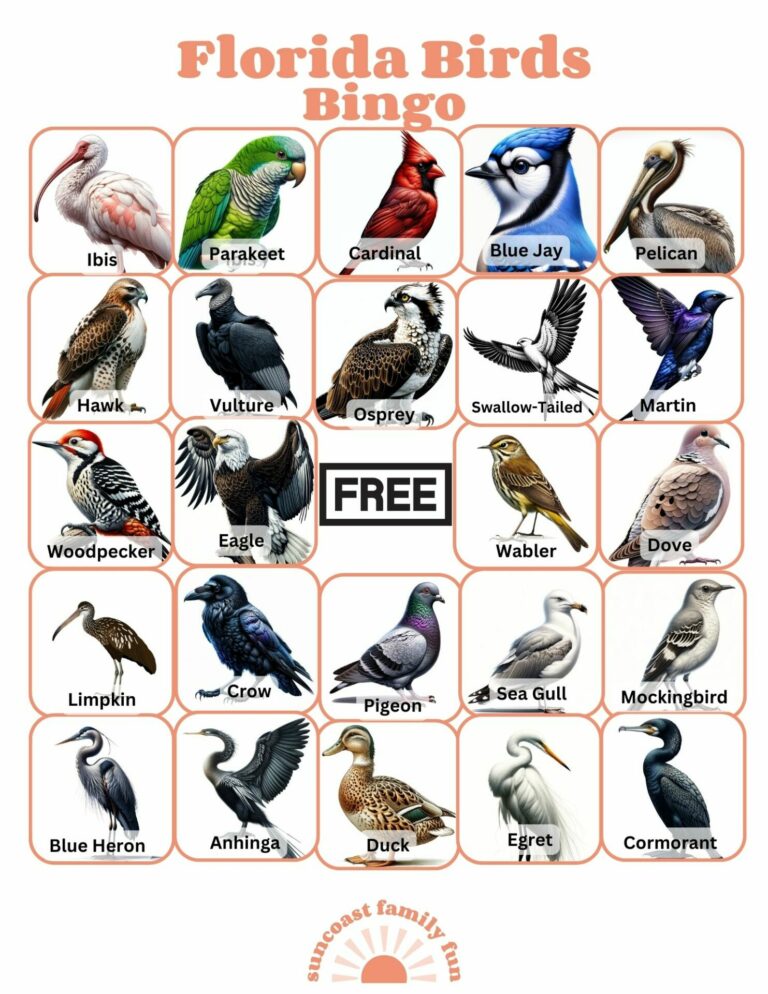 Florida Bird Watching: Bird Bingo Game - Suncoast Family Fun
